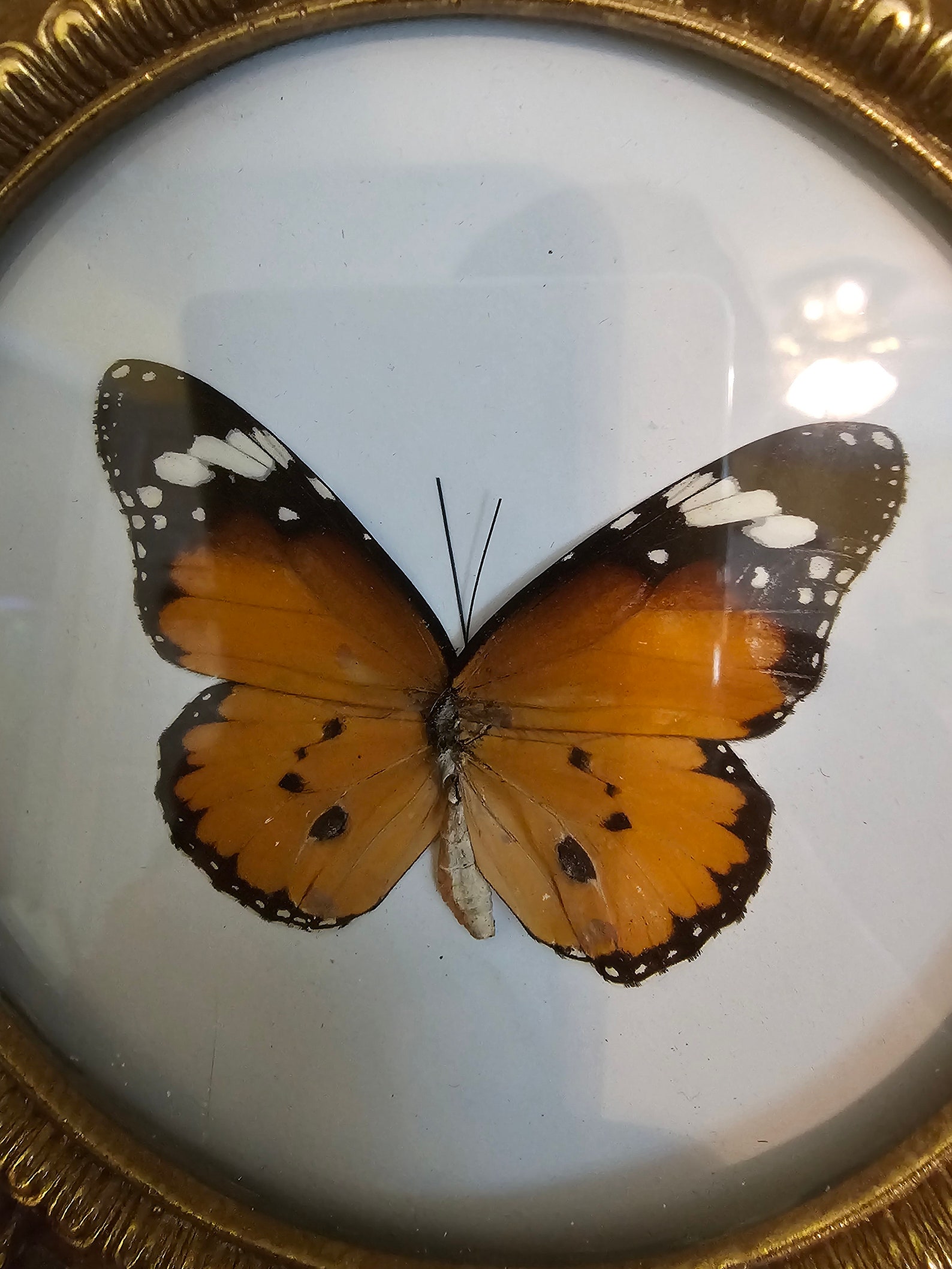 Real Butterfly Frame - Etsy