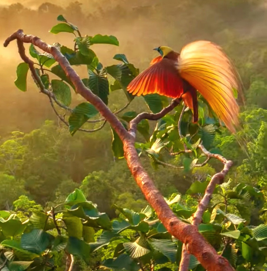 A Beautiful and Charming Bird of Paradise - Etsy