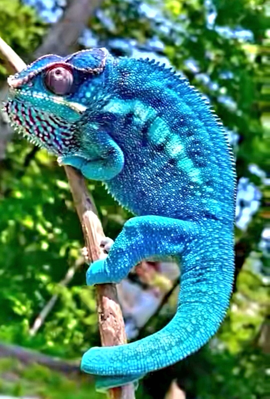 Incredible Blue Lizard - Etsy