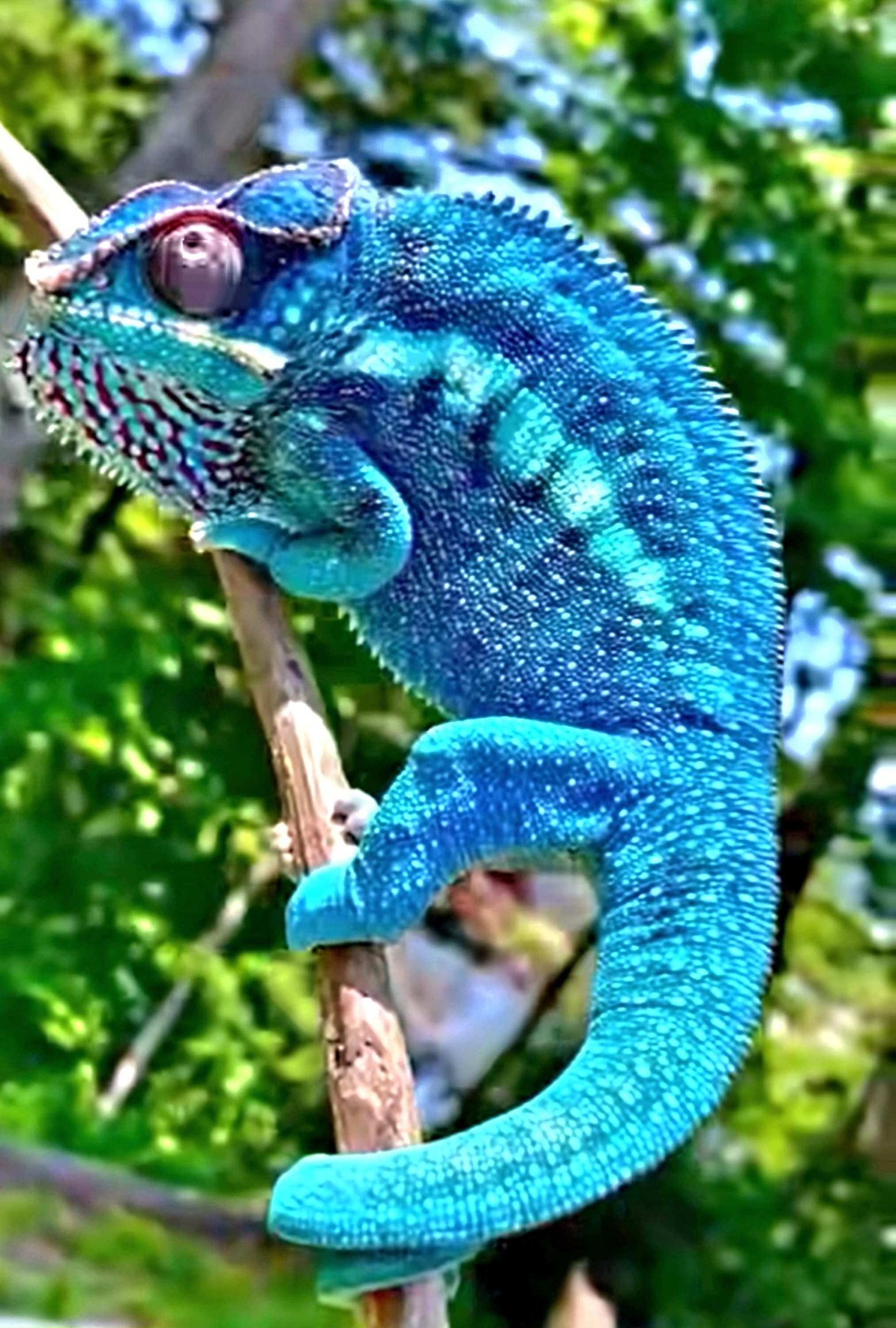 Incredible Blue Lizard - Etsy