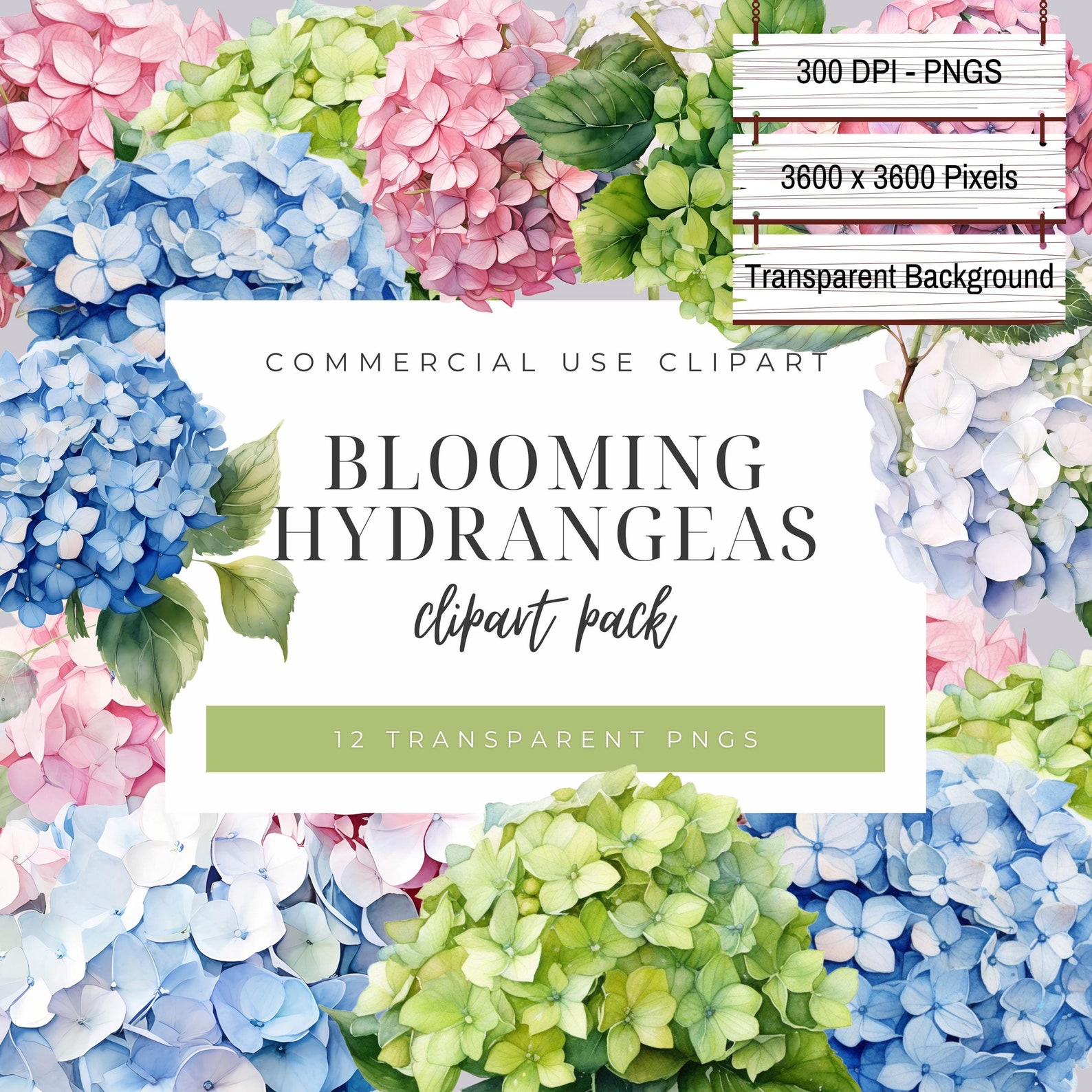 Blooming Hydrangeas Clip Art, Flowers, Hydrangeas, Garden, Clipart for ...