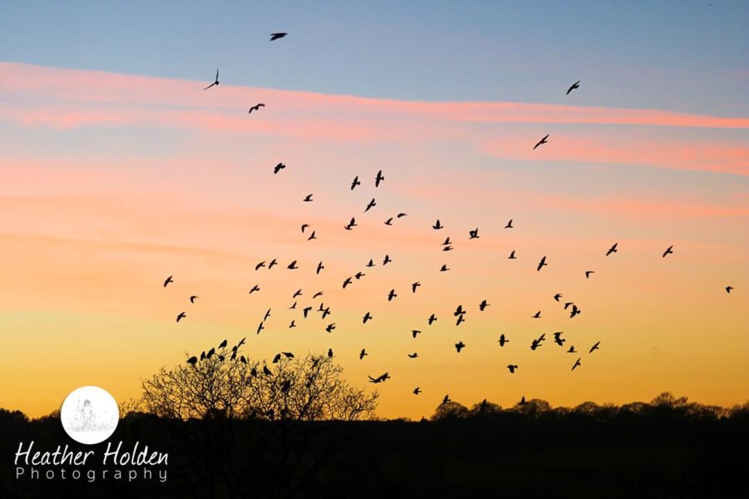 Sunset Birds Silhouette Art Print, Atmospheric Wall Art - Etsy