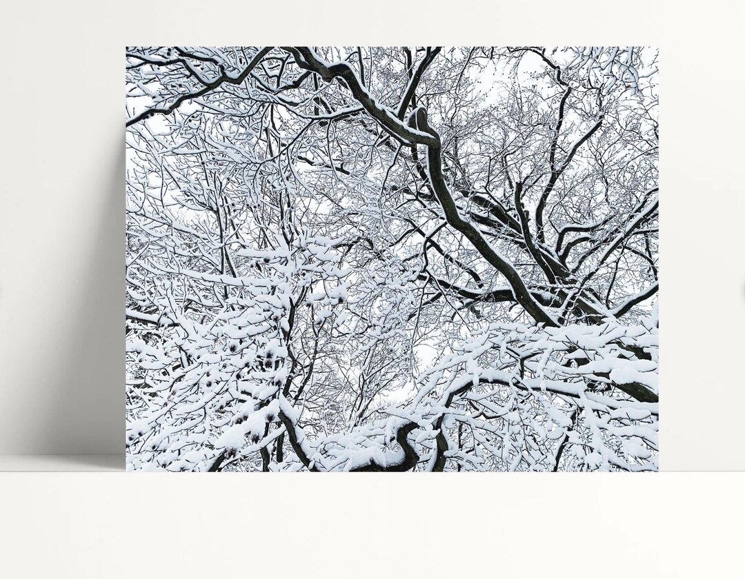 Snow Filled Trees in an English Winter Woodland, Atmospheric, Artistic ...