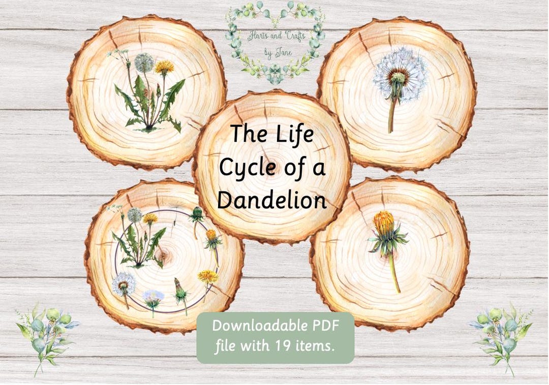 Life Cycle of a Dandelion Nature Flash Cards Life Cycle Flash Cards ...