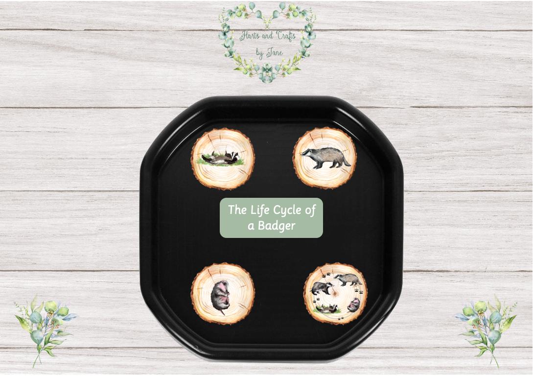 Badger Life Cycle - Etsy