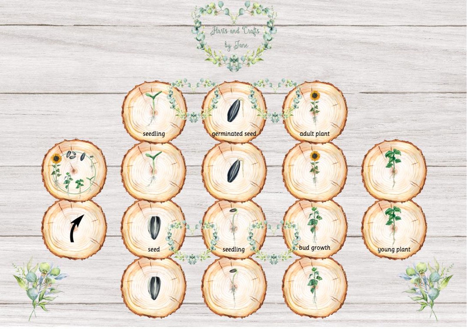 Sunflower Life Cycle Unit Study: Educational Printable (PDF Flashcards ...