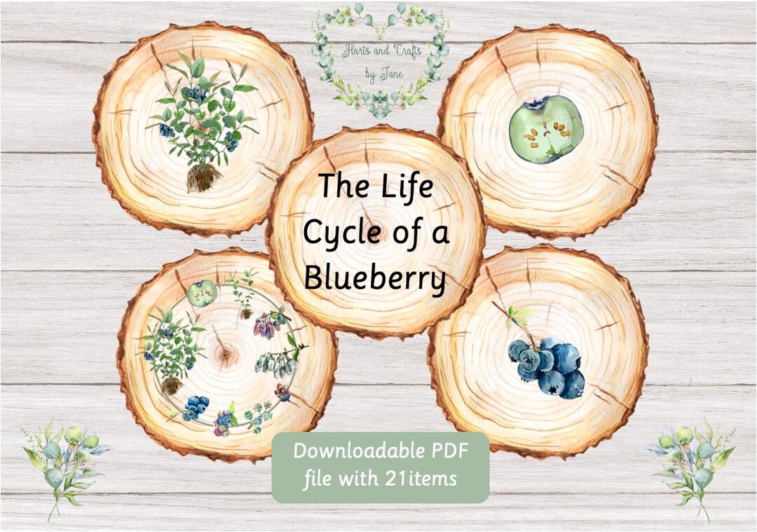 Blueberry Life Cycle Life Cycles Flash Cards Nature Flash Cards Fruit ...
