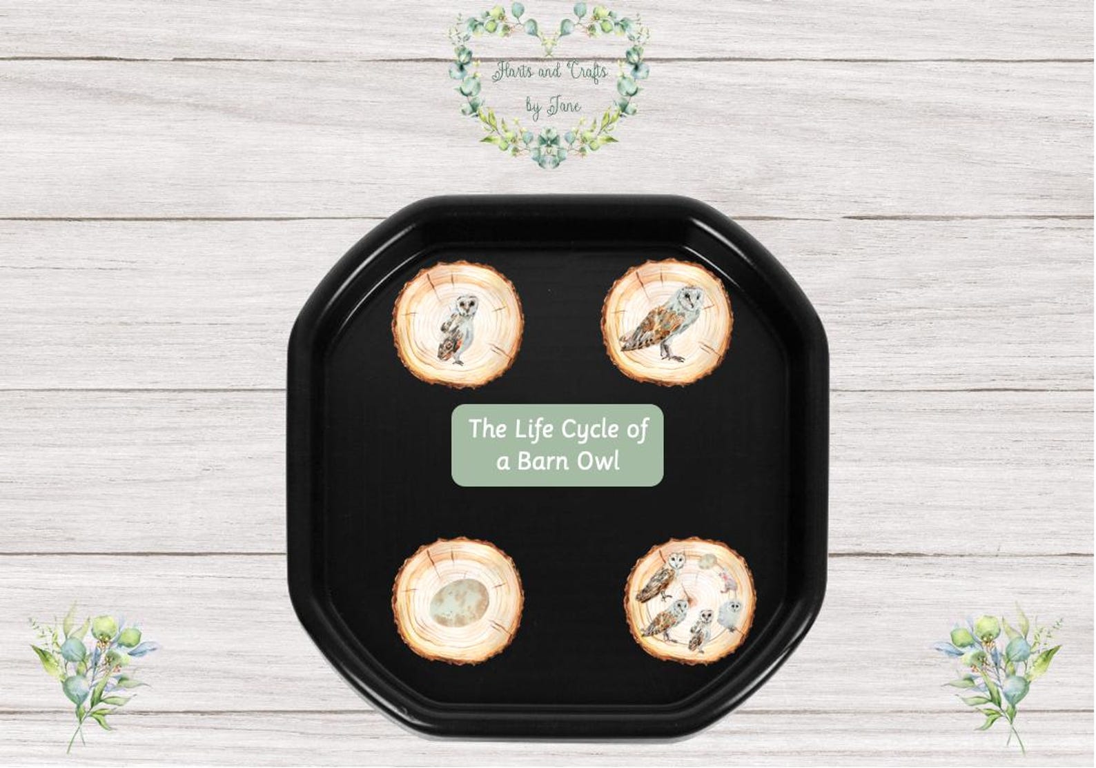 Barn Owl Life Cycle Unit Study (PDF Flashcards) - Etsy
