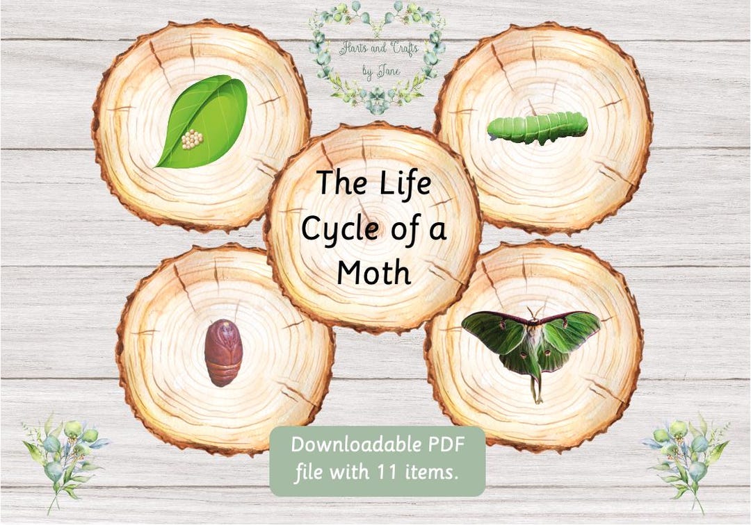 Moth Life Cycle Moth Unit Study Life Cycles - Etsy