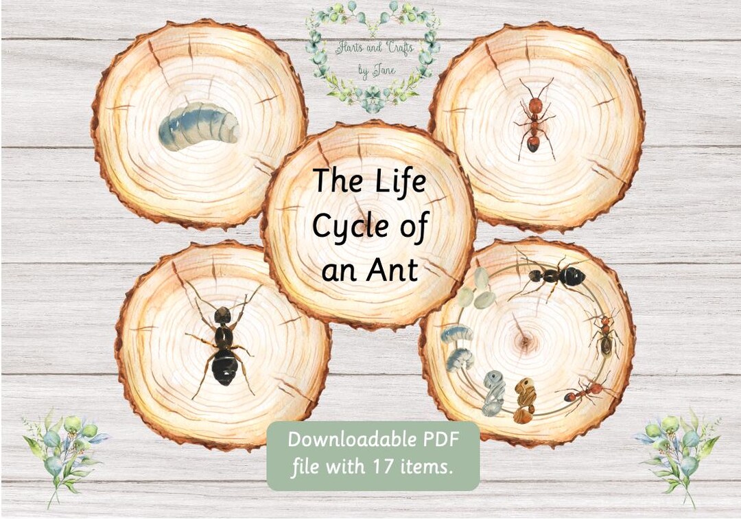 Ant Life Cycle Unit Study: Educational Printable (PDF Download) - Etsy