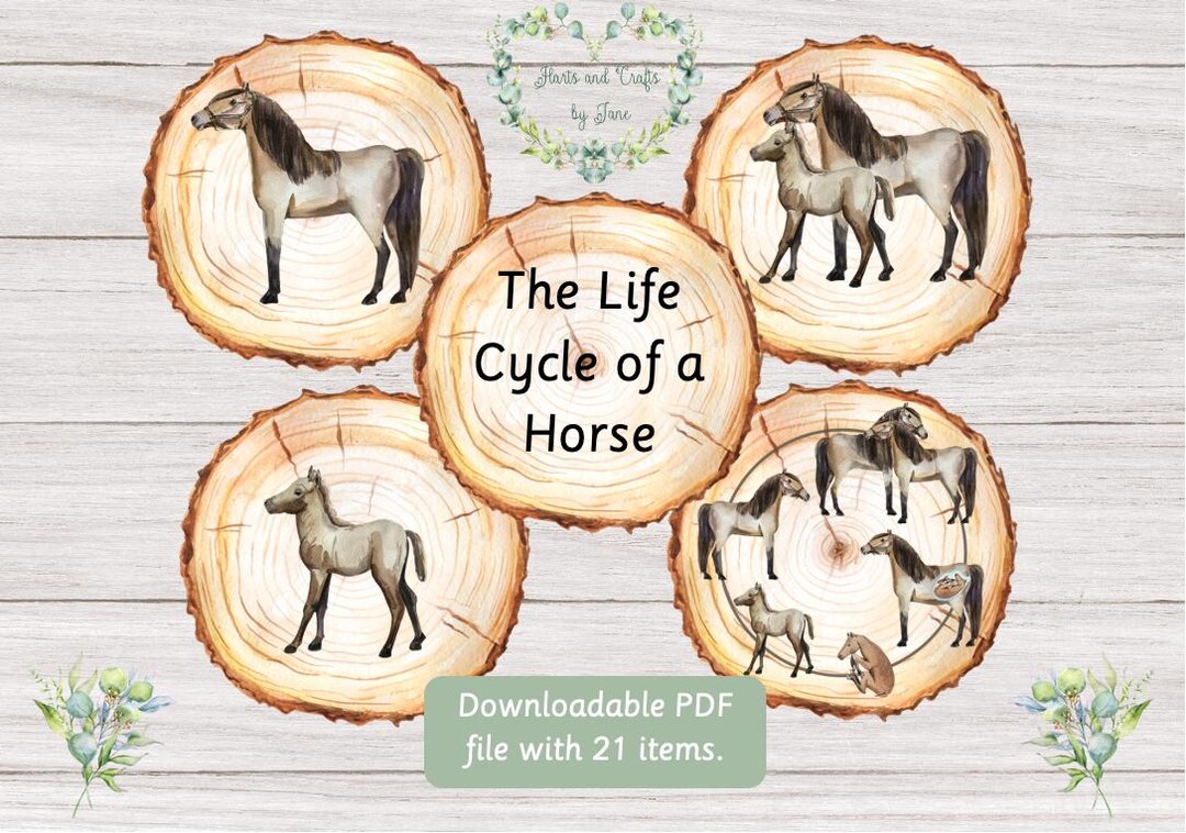 Horse Life Cycle Horse Unit Study - Etsy