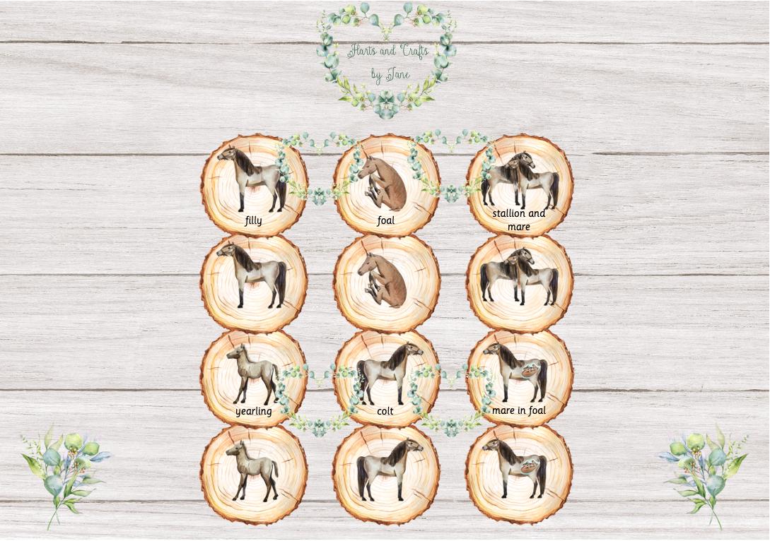 Horse Life Cycle Horse Unit Study - Etsy