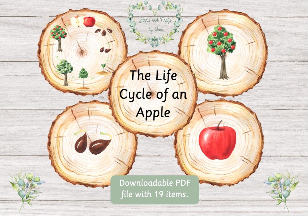 Apple Life Cycle Flash Cards: Nature Learning (PDF Download) - Etsy