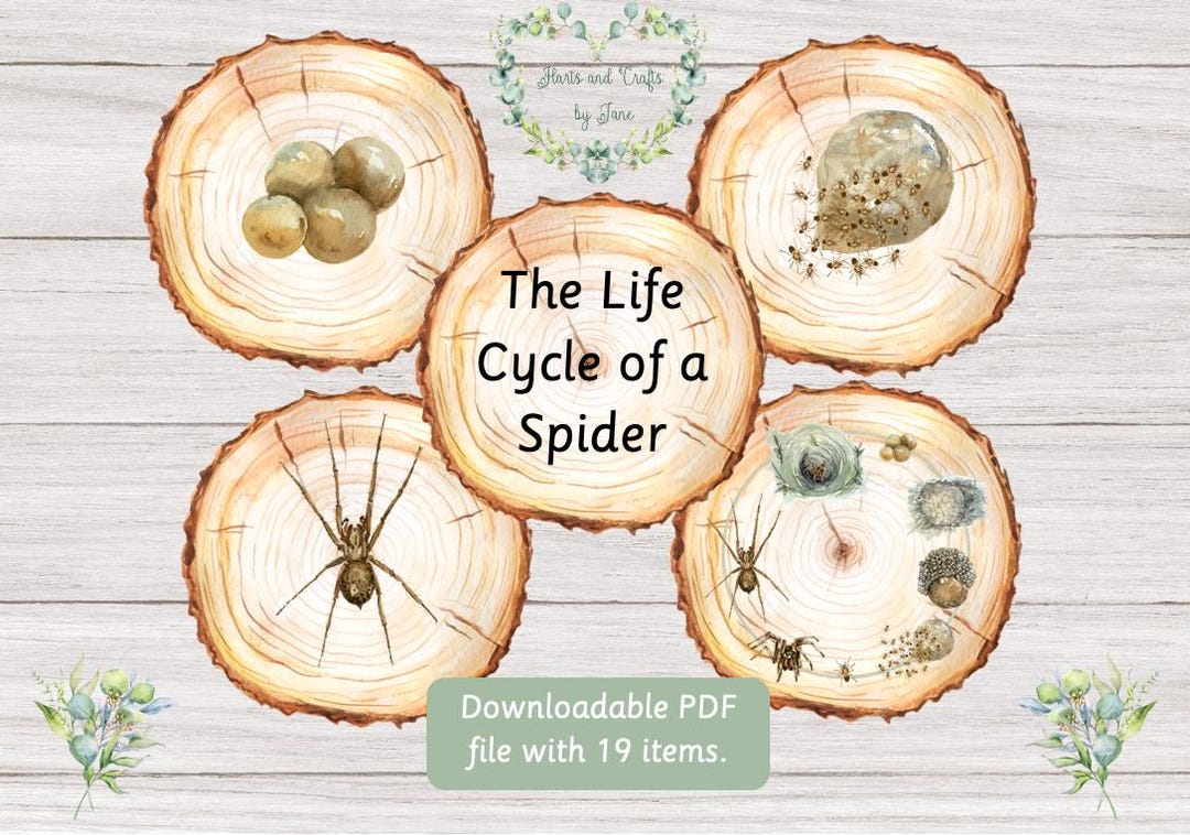 Spider Life Cycle Spider Unit Study - Etsy