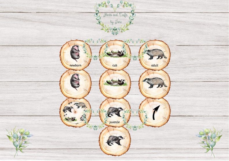 Badger Life Cycle - Etsy