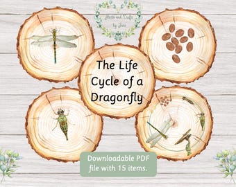 Foldable Dragonfly Life Cycle Learning Activity for Kids | A4 and 11x8 ...