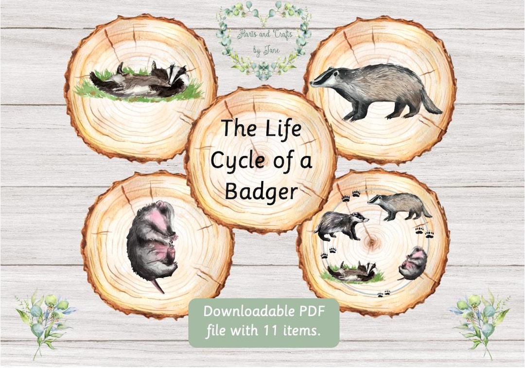 Badger Life Cycle - Etsy