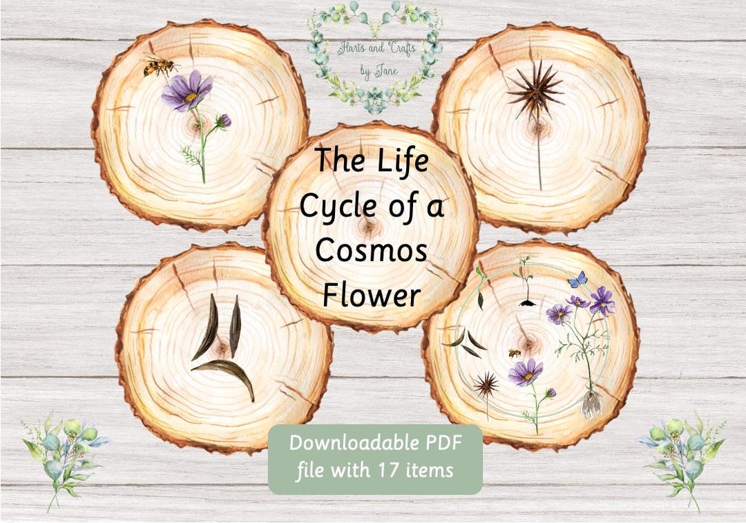 Cosmos Flower Life Cycle Unit Study (PDF Download) - Etsy