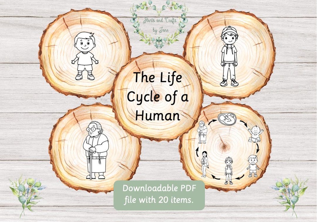 Human Life Cycle Flash Cards: Stages of Life (PDF Download) - Etsy