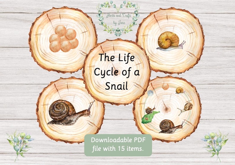 Snail Life Cycle Flash Cards: Montessori Nature Unit Study (PDF ...