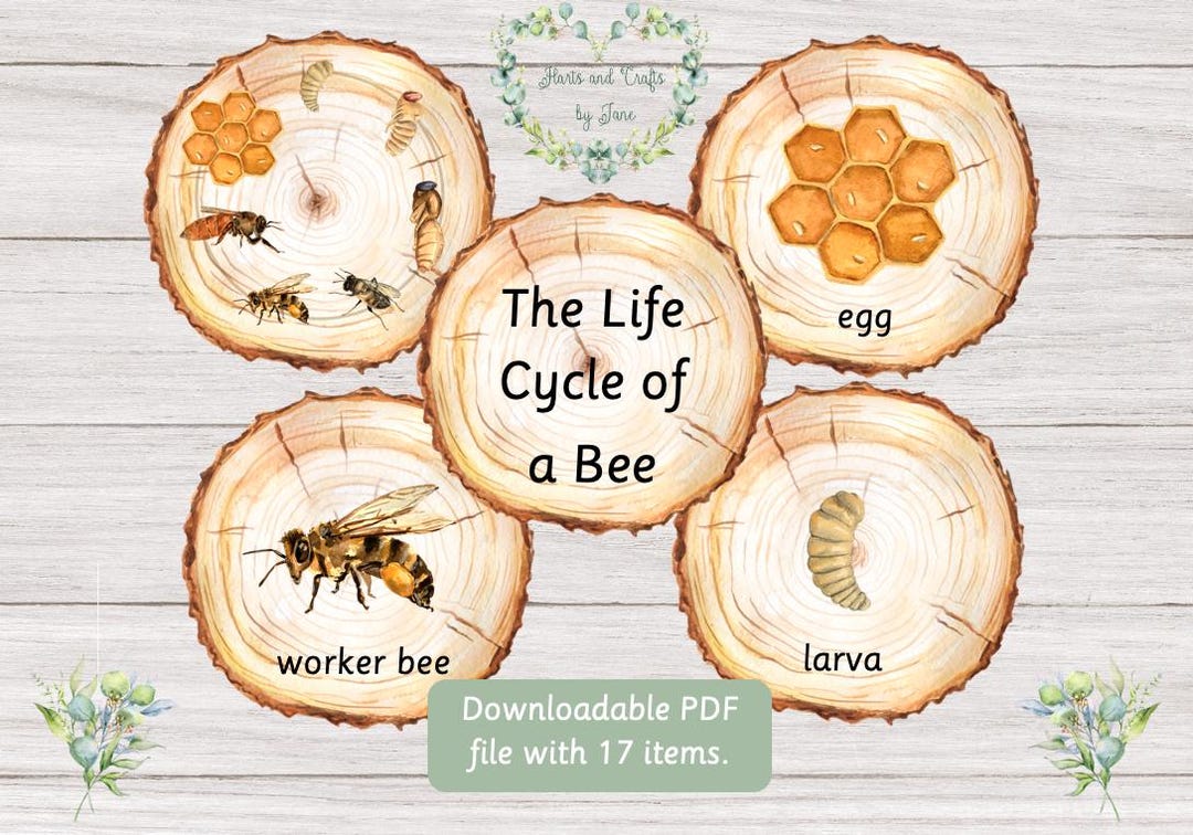 Bee Life Cycle Montessori Flashcards: Wood Slice Printables (digital ...