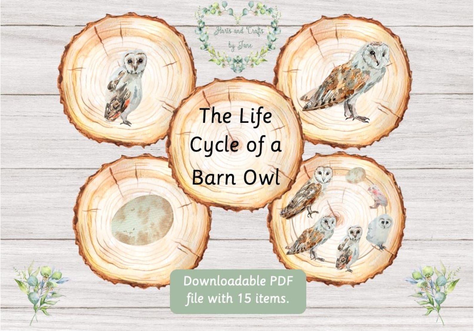 Barn Owl Life Cycle Unit Study (PDF Flashcards) - Etsy