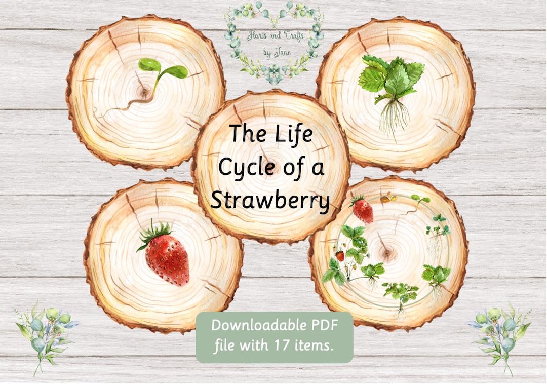 The Life Cycle of a Strawberry Life Cycle Flash Cards Life Cycles ...