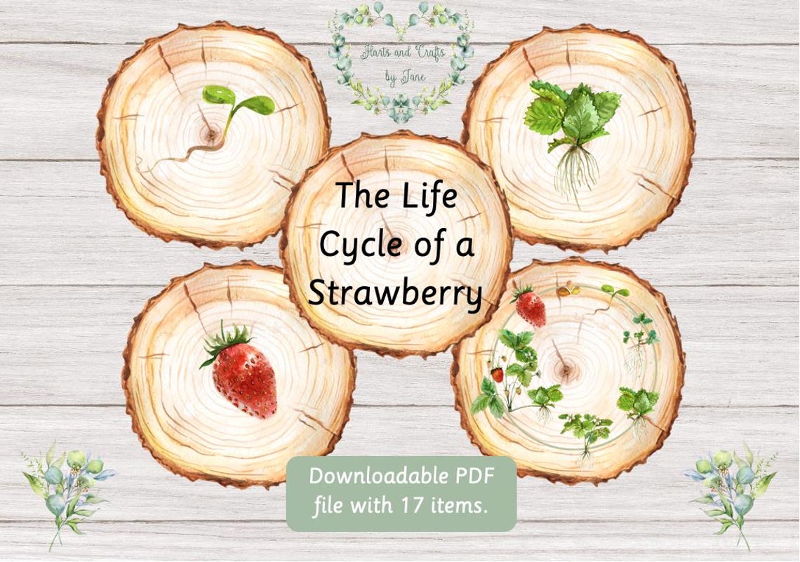Strawberry Life Cycle Flash Cards: Unit Study Printable (PDF Download ...