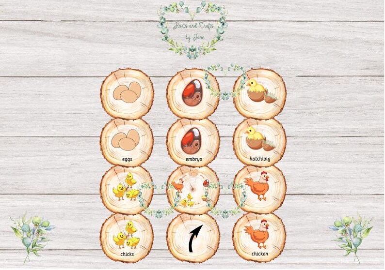 Chicken Life Cycle Flash Cards Life Cycles Montessori Animals Flash ...