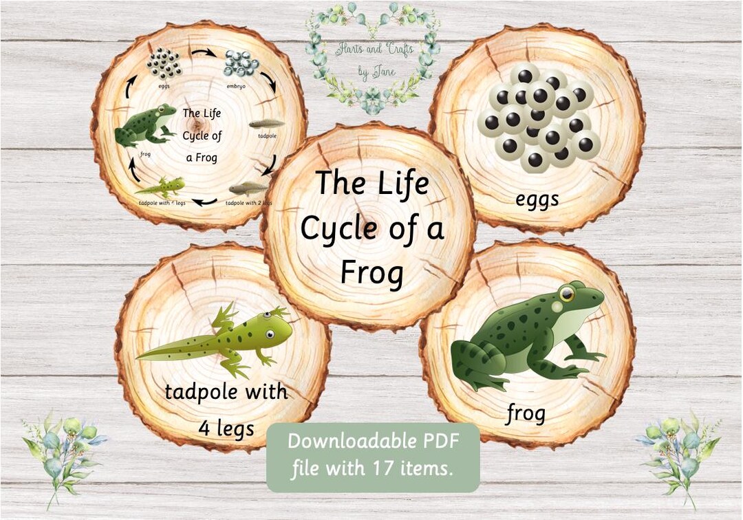 The Life Cycle of a Frog Flashcards the Life Cycle of a Frog Montessori ...