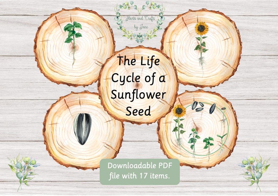 Sunflower Life Cycle Unit Study: Educational Printable (PDF Flashcards ...