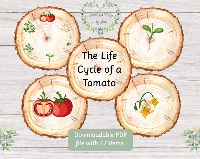 Life Cycle of a Tomato Plant Pack - Etsy Canada