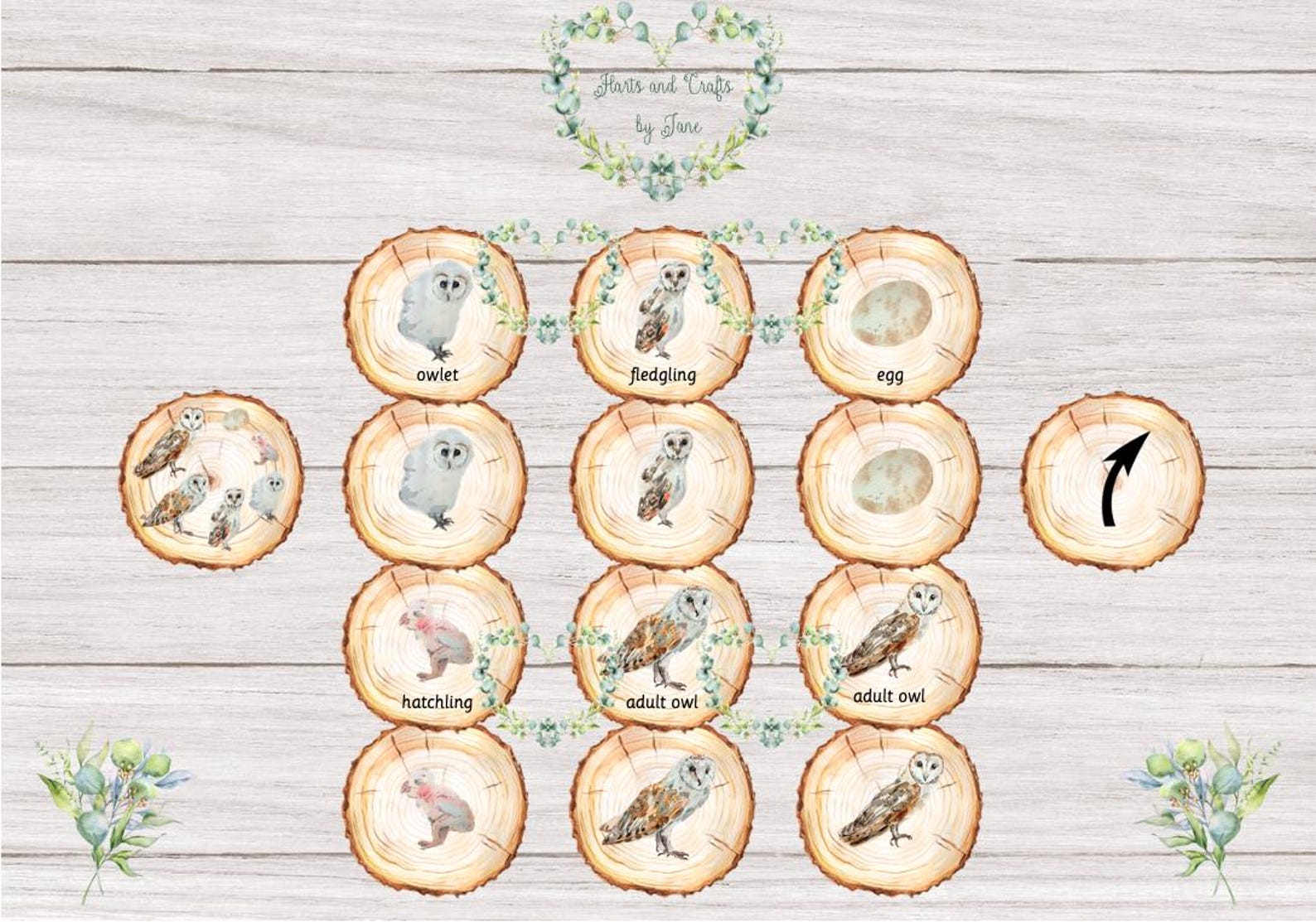 Barn Owl Life Cycle Unit Study (PDF Flashcards) - Etsy