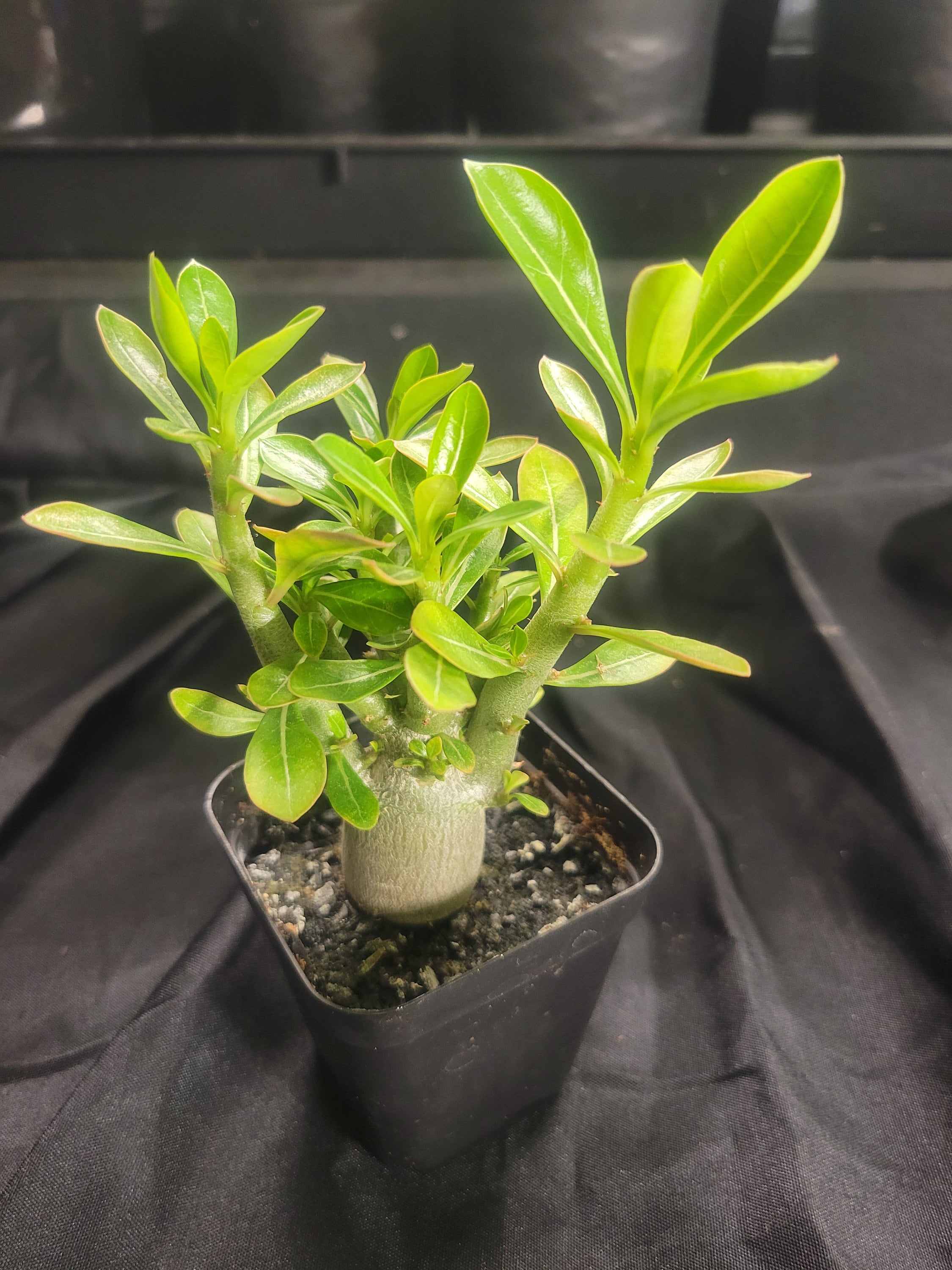 Desert Rose 5-6 in Tall,1 in Caudex, Multistem, Live Plant Grown From ...