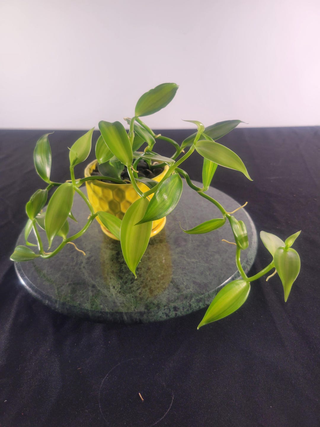 Variagated Vanilla Orchid Live Plant in Ceramic Pot With Gray Rocks - Etsy