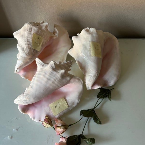 Large Conch Shell - Etsy