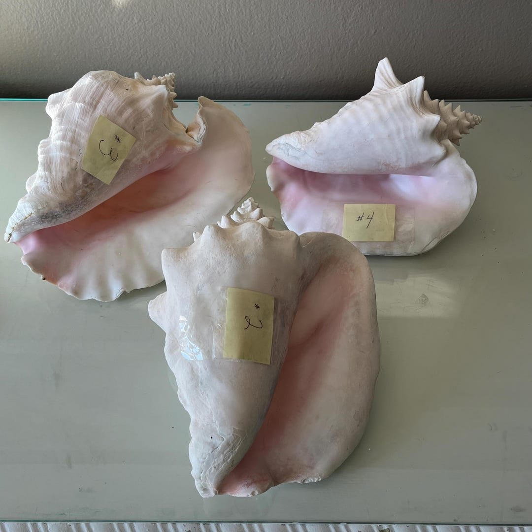 Choice of 3 Large Bahama Conch Sea Shells / Marine, Aquatic Life ...