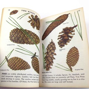 A Golden Nature Guide to Familiar American Trees Vintage Guide Book ...