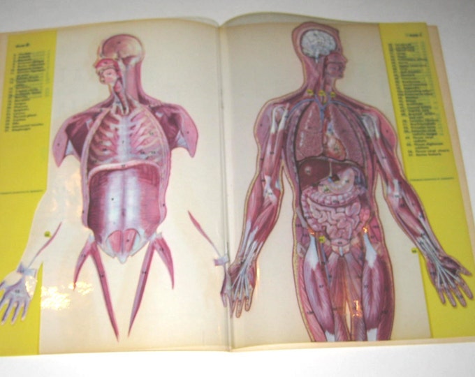 Vintage Illustrated Transparency Book Pages of Anatomy or Human Body - Etsy