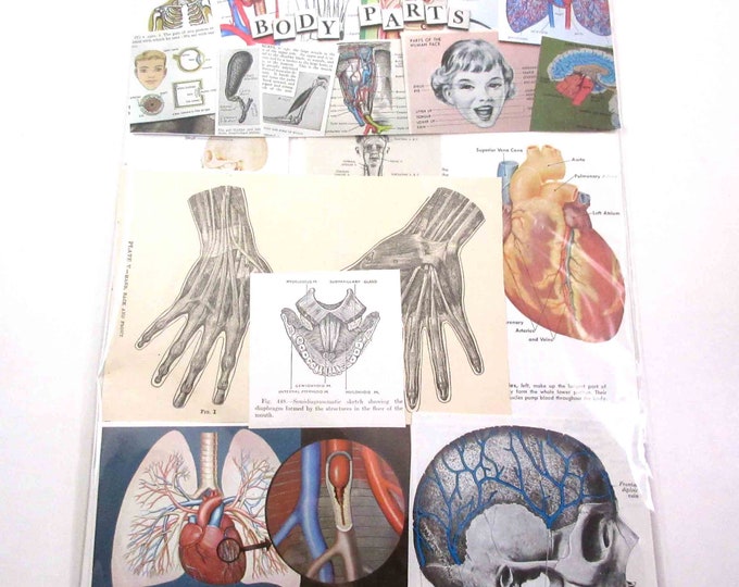 Anatomy or Body Parts Vintage Ephemera Pack of 65 Pieces for Altered ...
