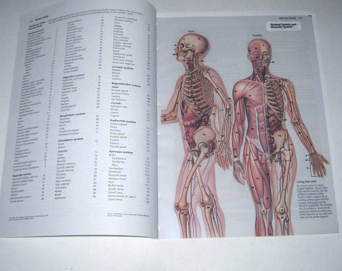 Anatomy of the Human Body Vintage Illustrated Transparency Book Pages ...