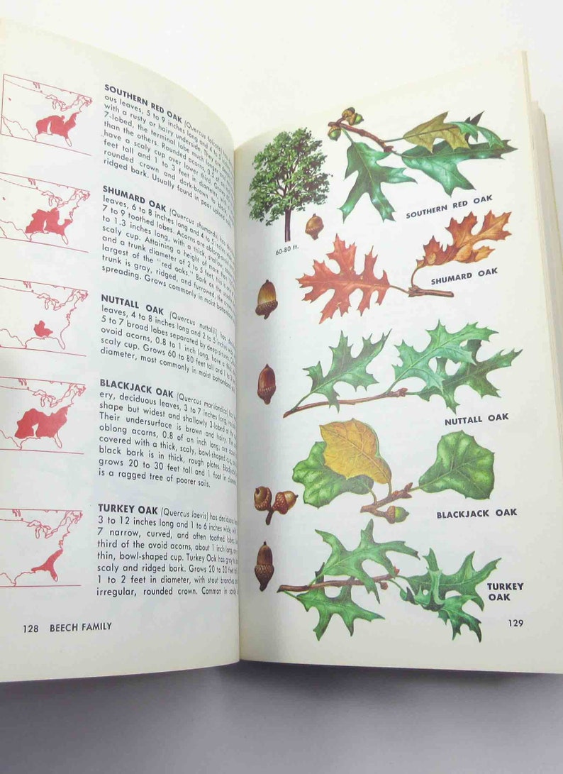 A Guide to Field Identification Trees of North America Vintage - Etsy