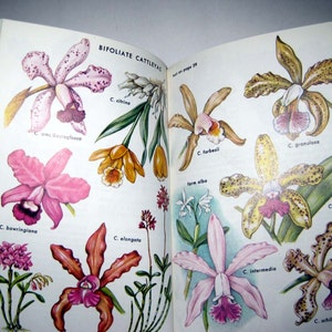 Orchids Vintage 1970s Golden Nature Guide Book by Floyd S. Shuttleworth ...