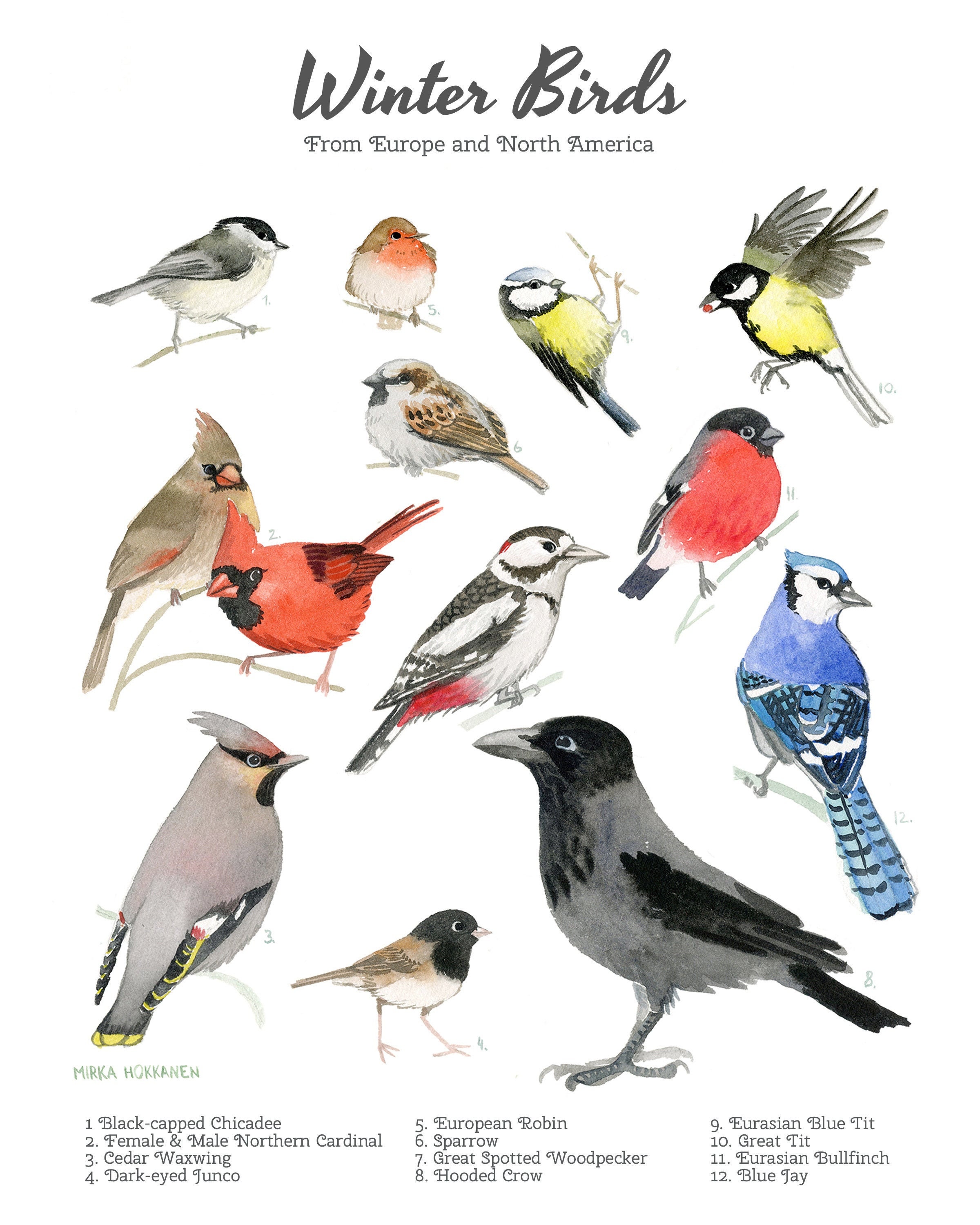 Birds Downloadable Prints Watercolor Bird Art Montessori Educational ...