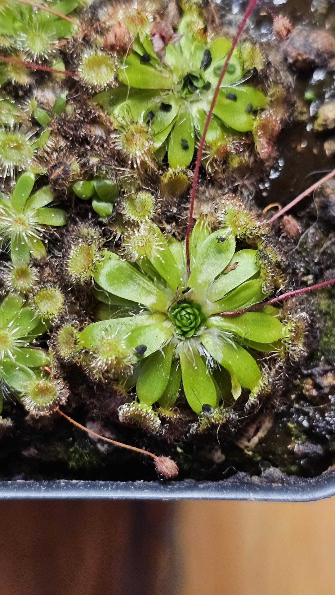 Drosera Puchella Orange Gemmae - Etsy Ireland