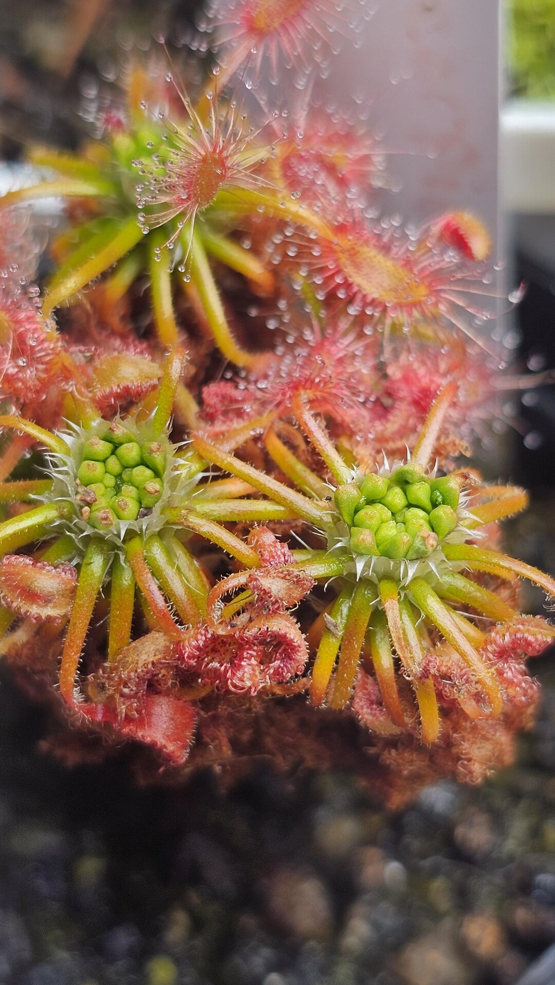 Drosera Scorpiodes Gemmae - Etsy