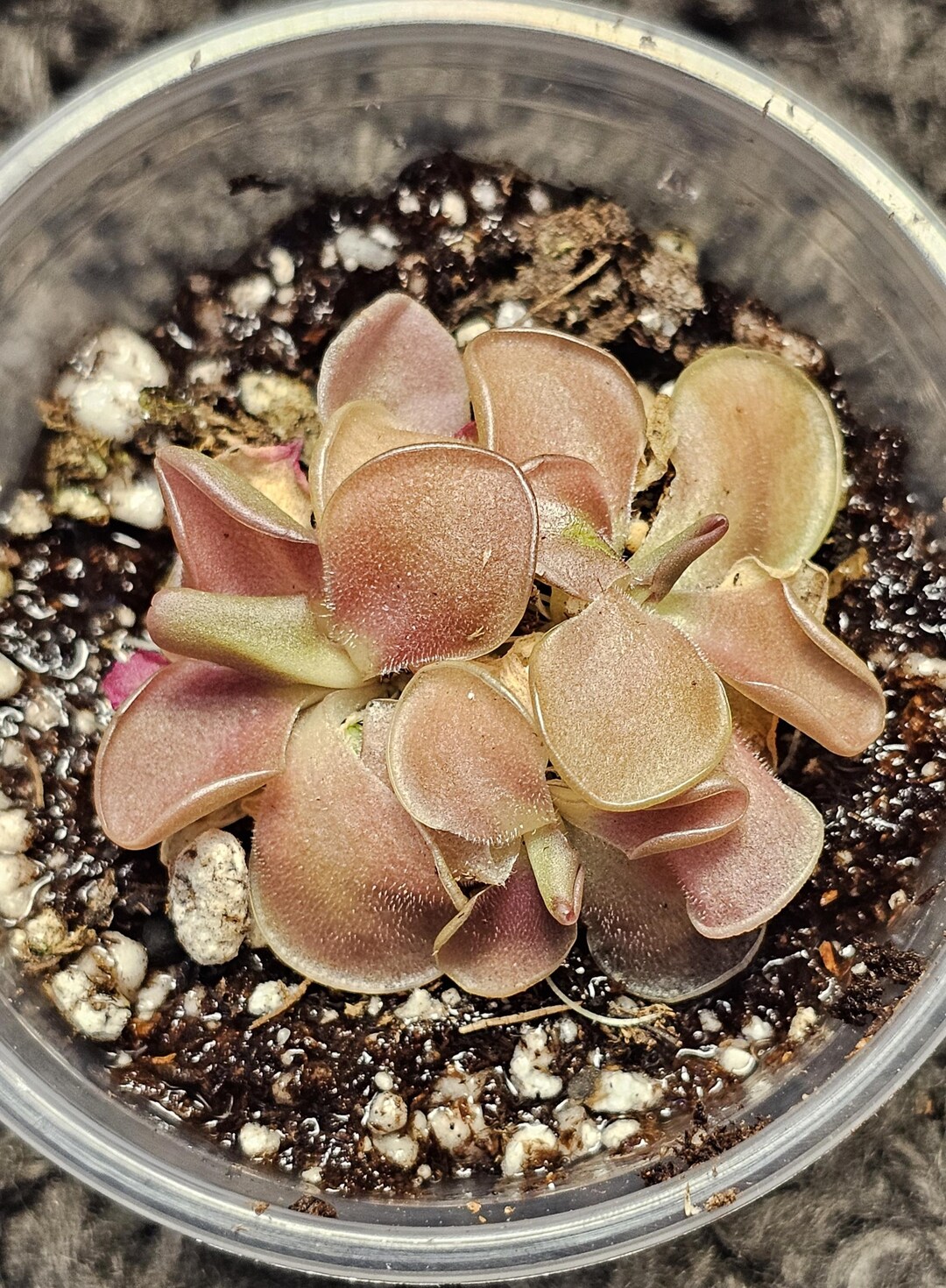 Pink Pinguicula Cluster - Etsy