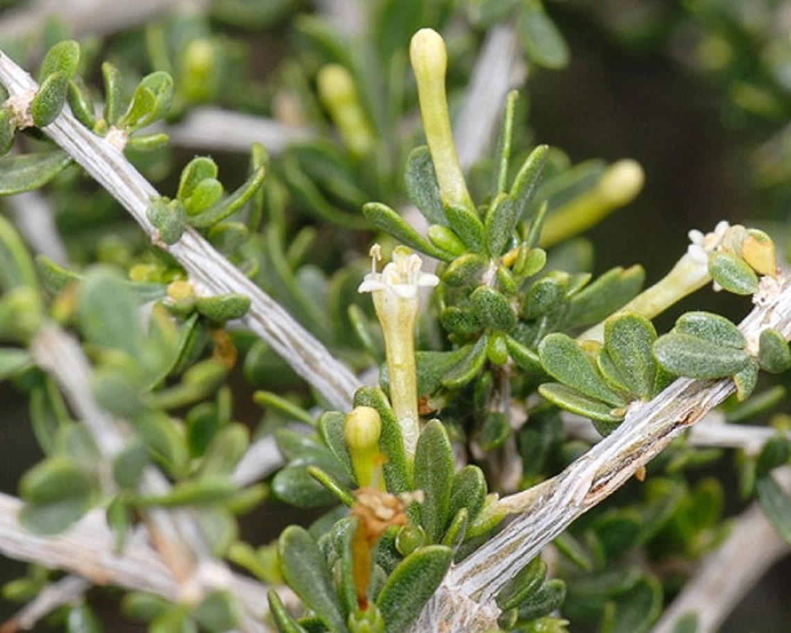 Arizona Desert-thorn "littleleaf" Goji Berry Seeds - 25 Lycium Exsertum ...