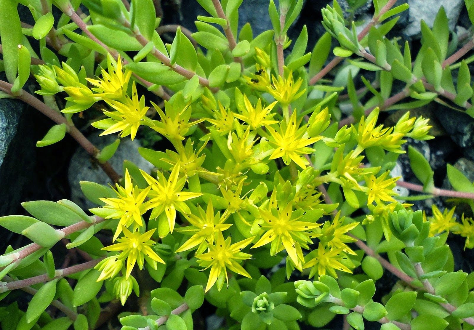 Stringy Stonecrop (sedum Sarmentosum) - Gold Moss Ground Cover Hardy ...