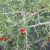 Yellow Goji Berry Seeds 10 Amber Sweet Golden Wolfberry Seeds - Etsy
